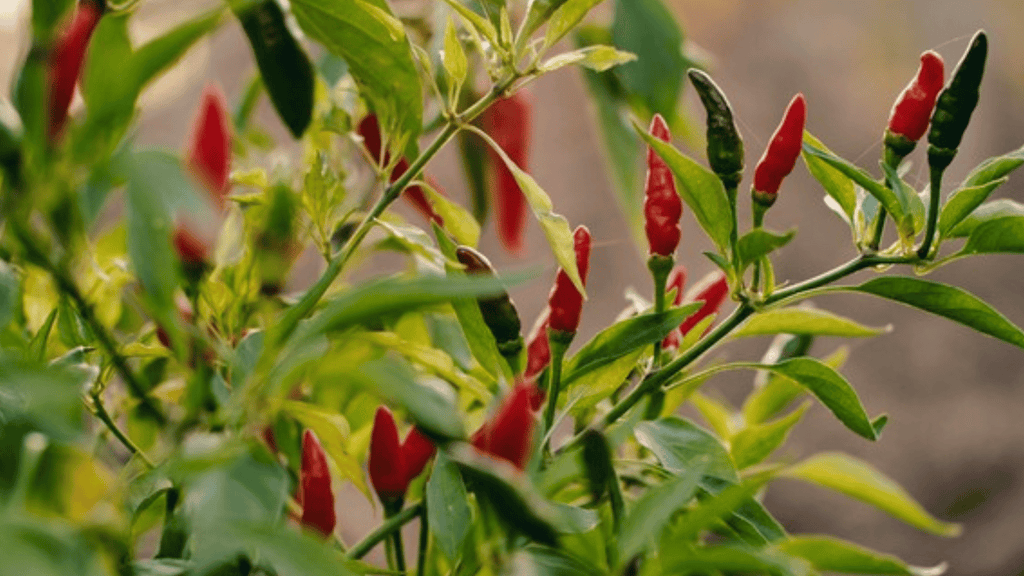What is capsaicin and how can you use it topically to help with pain?